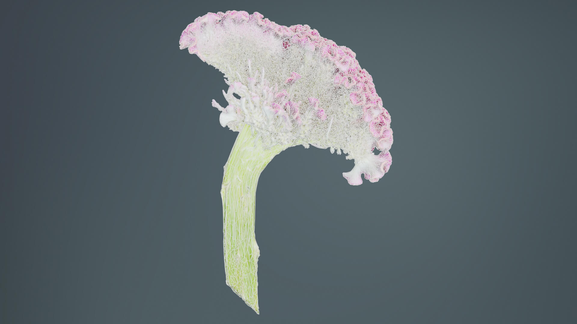 Cockscomb - 3D Model by Polygonal Miniatures