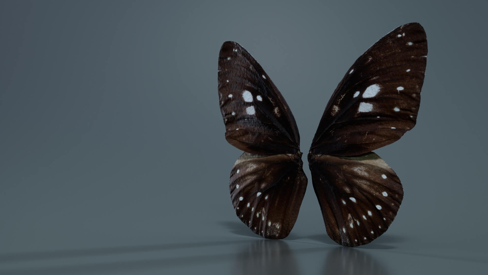 Common Crow Euploea Core - 3D Model by Polygonal Miniatures