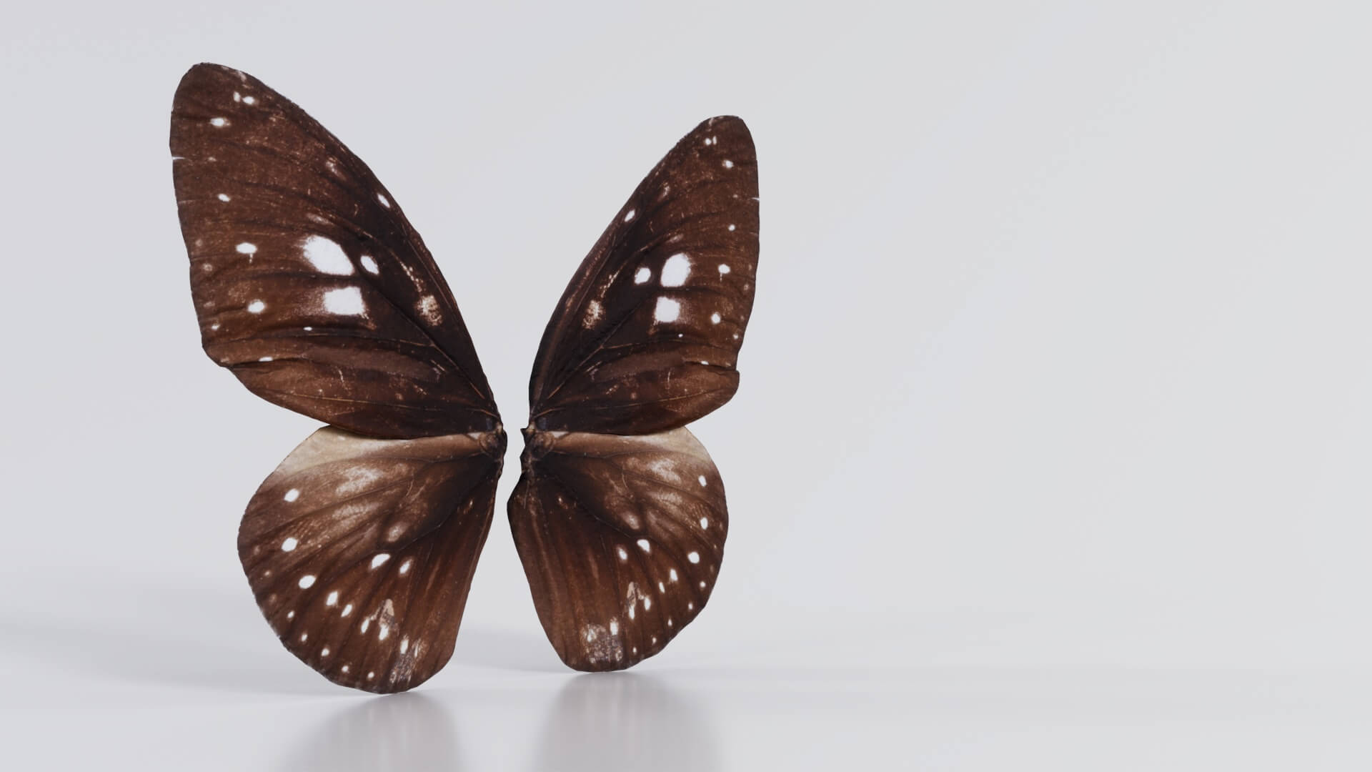 Common Crow Euploea Core - 3D Model by Polygonal Miniatures