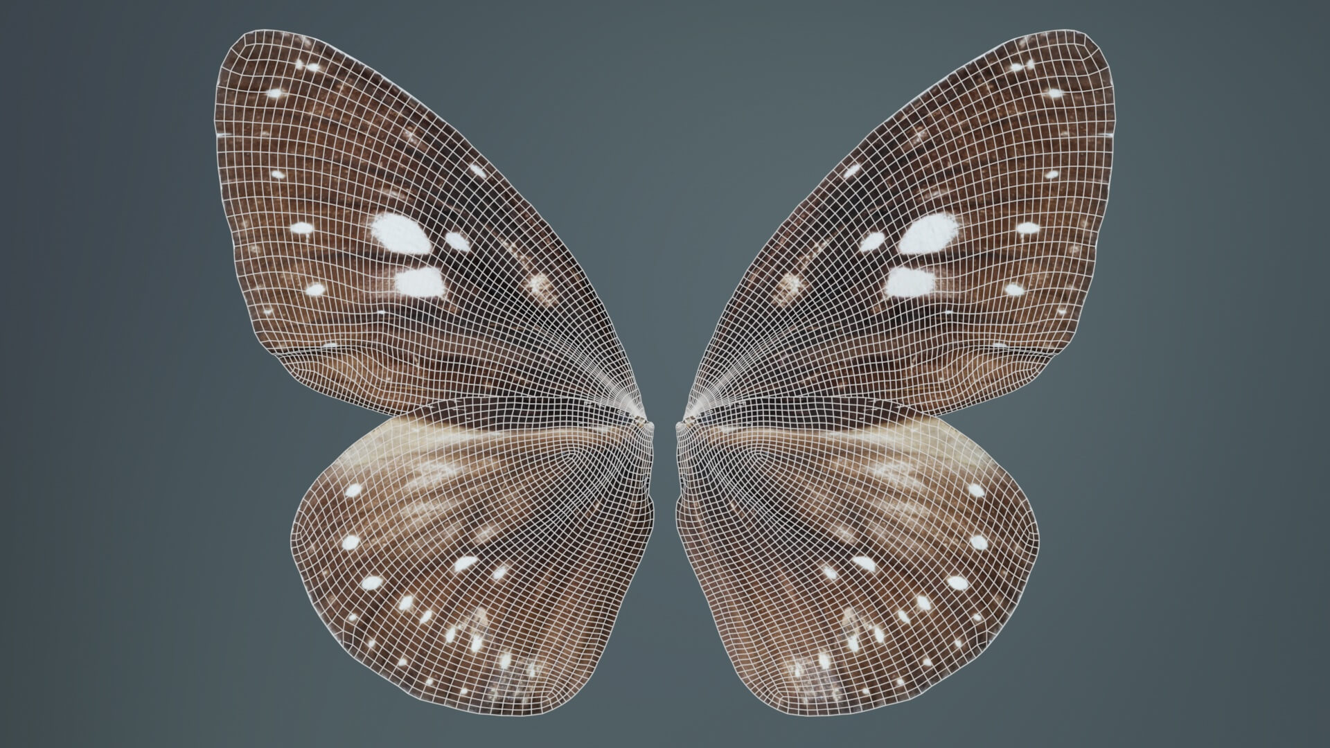 Common Crow Euploea Core - 3D Model by Polygonal Miniatures