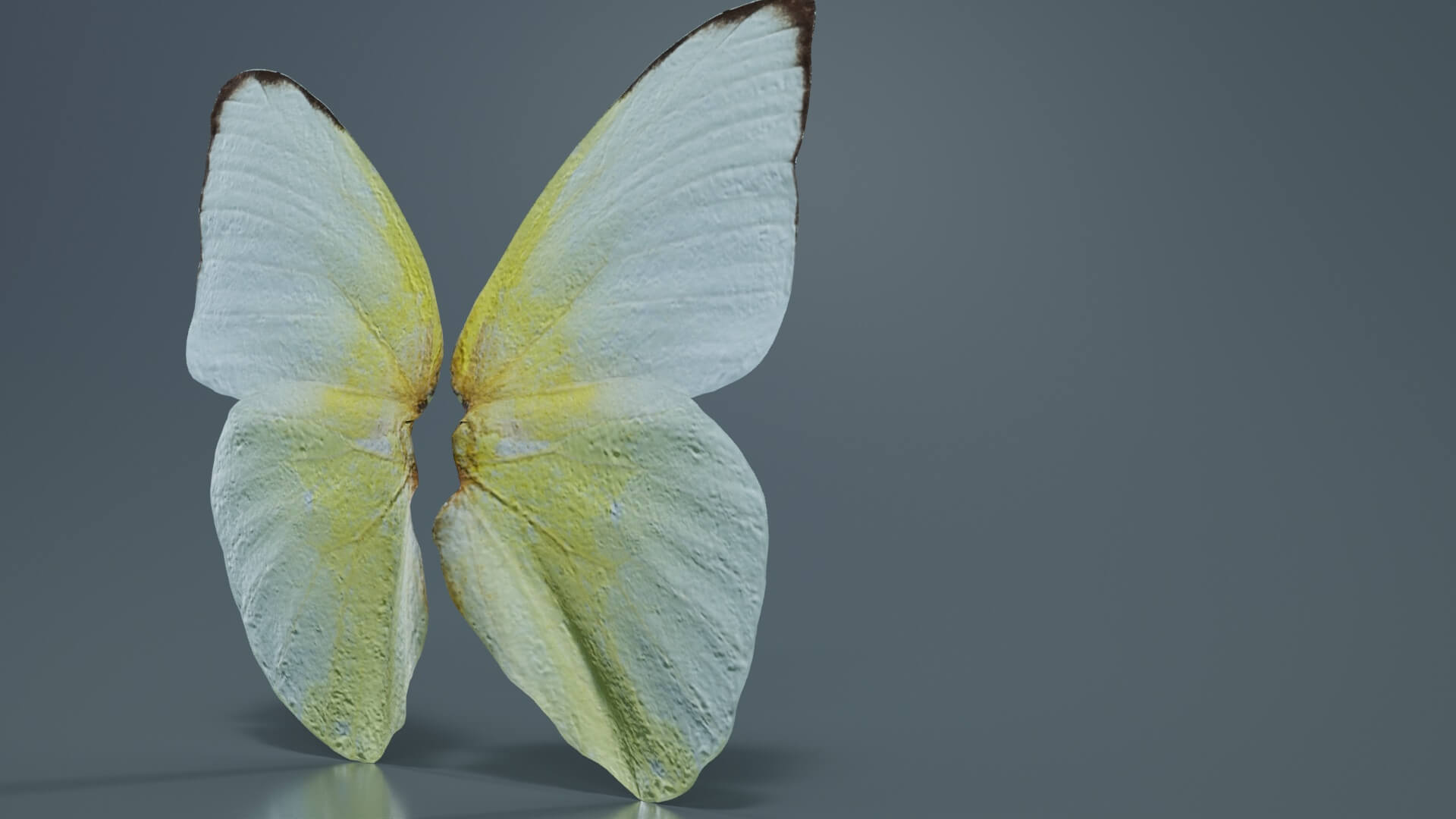 Common Emigrant - 3D Model by Polygonal Miniatures