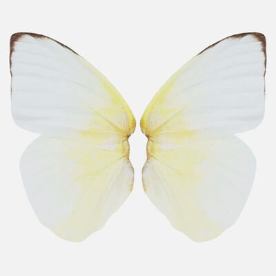 Common Emigrant - 3D Model by Polygonal Miniatures