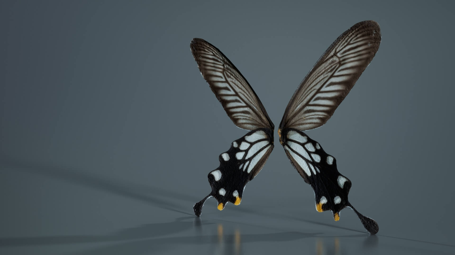 Common Mime Papilio Polytes - 3D Model by Polygonal Miniatures
