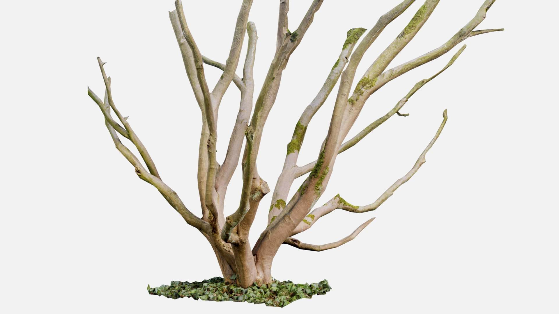 Curly Multy Trunk Tree - 3D Model by Polygonal Miniatures