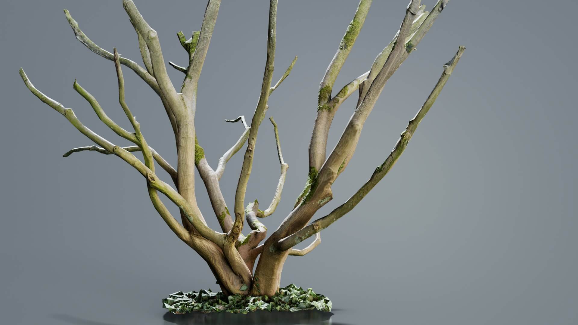 Curly Multy Trunk Tree - 3D Model by Polygonal Miniatures