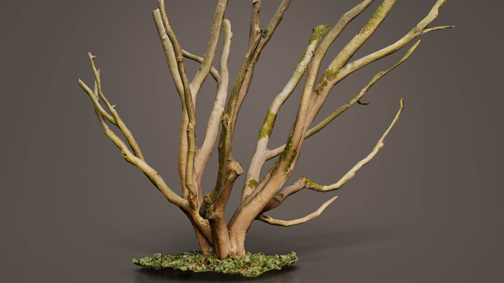 Curly Multy Trunk Tree - 3D Model by Polygonal Miniatures