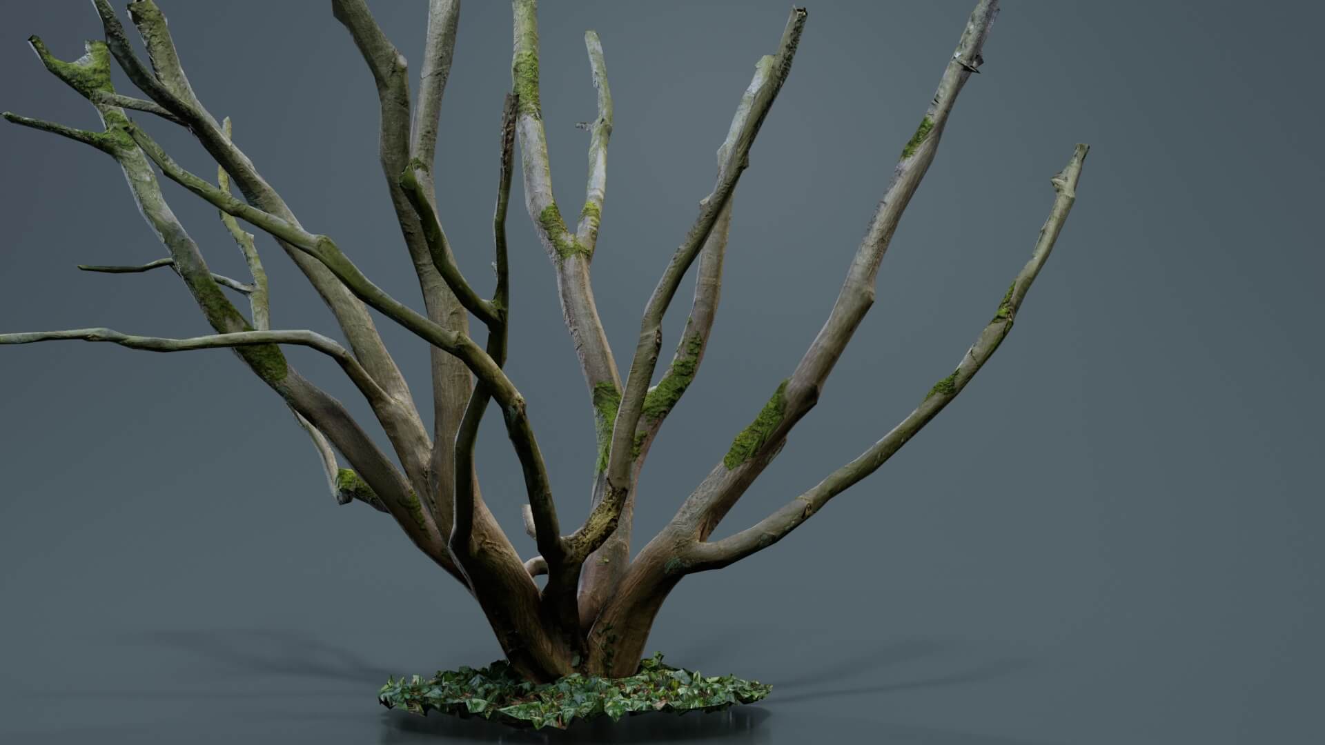 Curly Multy Trunk Tree - 3D Model by Polygonal Miniatures