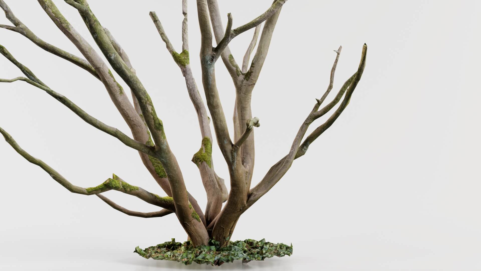 Curly Multy Trunk Tree - 3D Model by Polygonal Miniatures