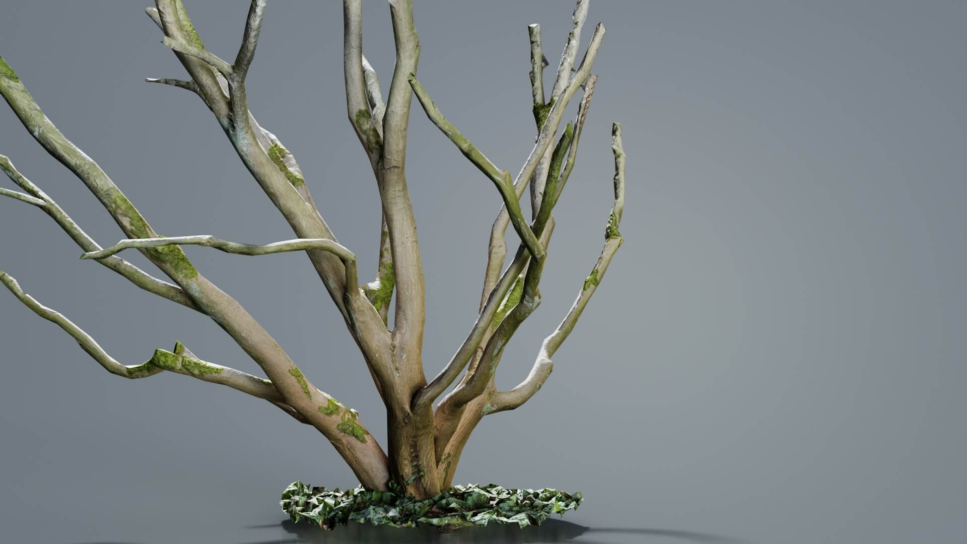 Curly Multy Trunk Tree - 3D Model by Polygonal Miniatures