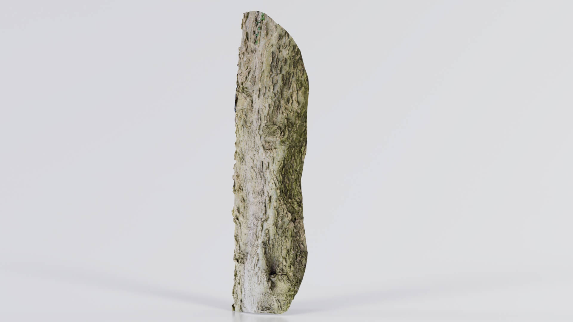 Curved Bark - 3D Model by Polygonal Miniatures