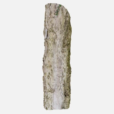 Curved Bark - 3D Model by Polygonal Miniatures