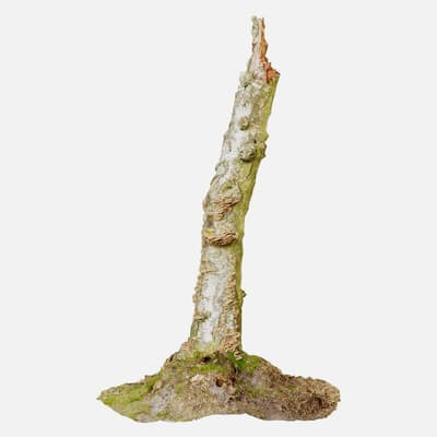 Cute Stump Bark Tree - 3D Model by Polygonal Miniatures
