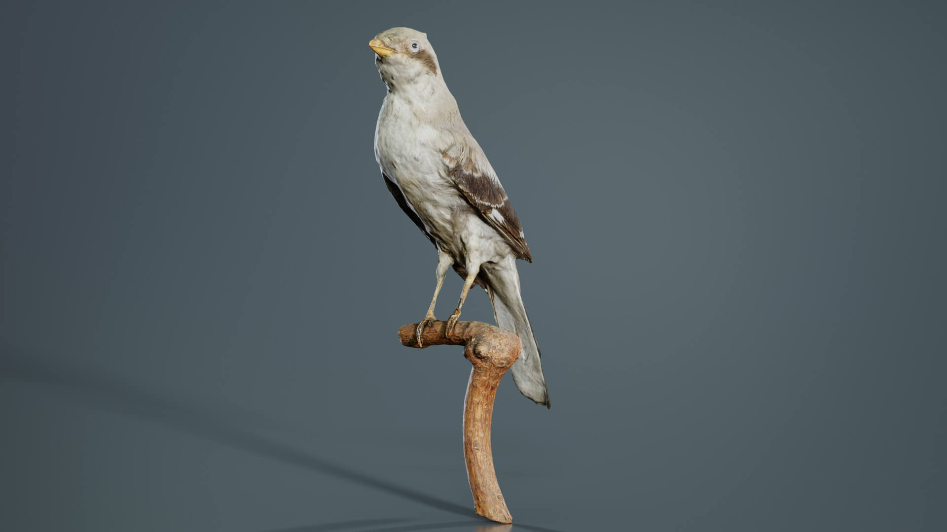 Daurian Starling Agropsar Sturninus - 3D Model by Polygonal Miniatures