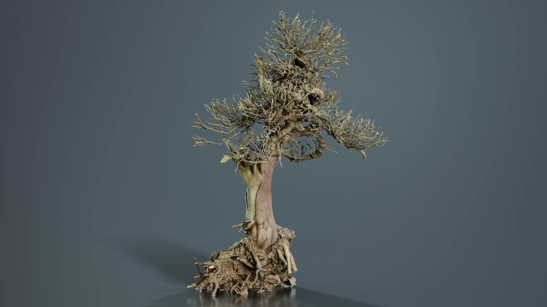 Dead Bonsai Tree 2 - 3D Model by Polygonal Miniatures