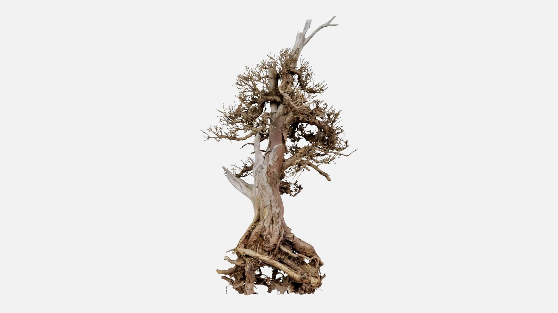 Dead Bonsai Tree 5 - 3D Model by Polygonal Miniatures