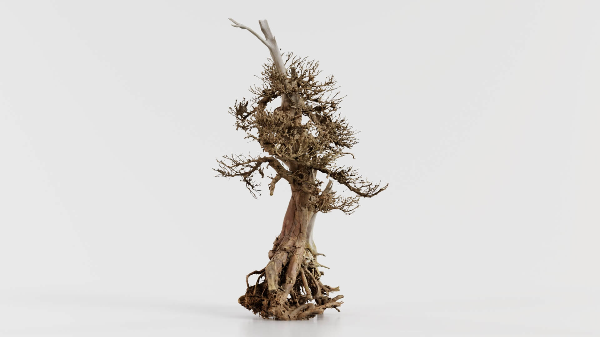 Dead Bonsai Tree 5 - 3D Model by Polygonal Miniatures