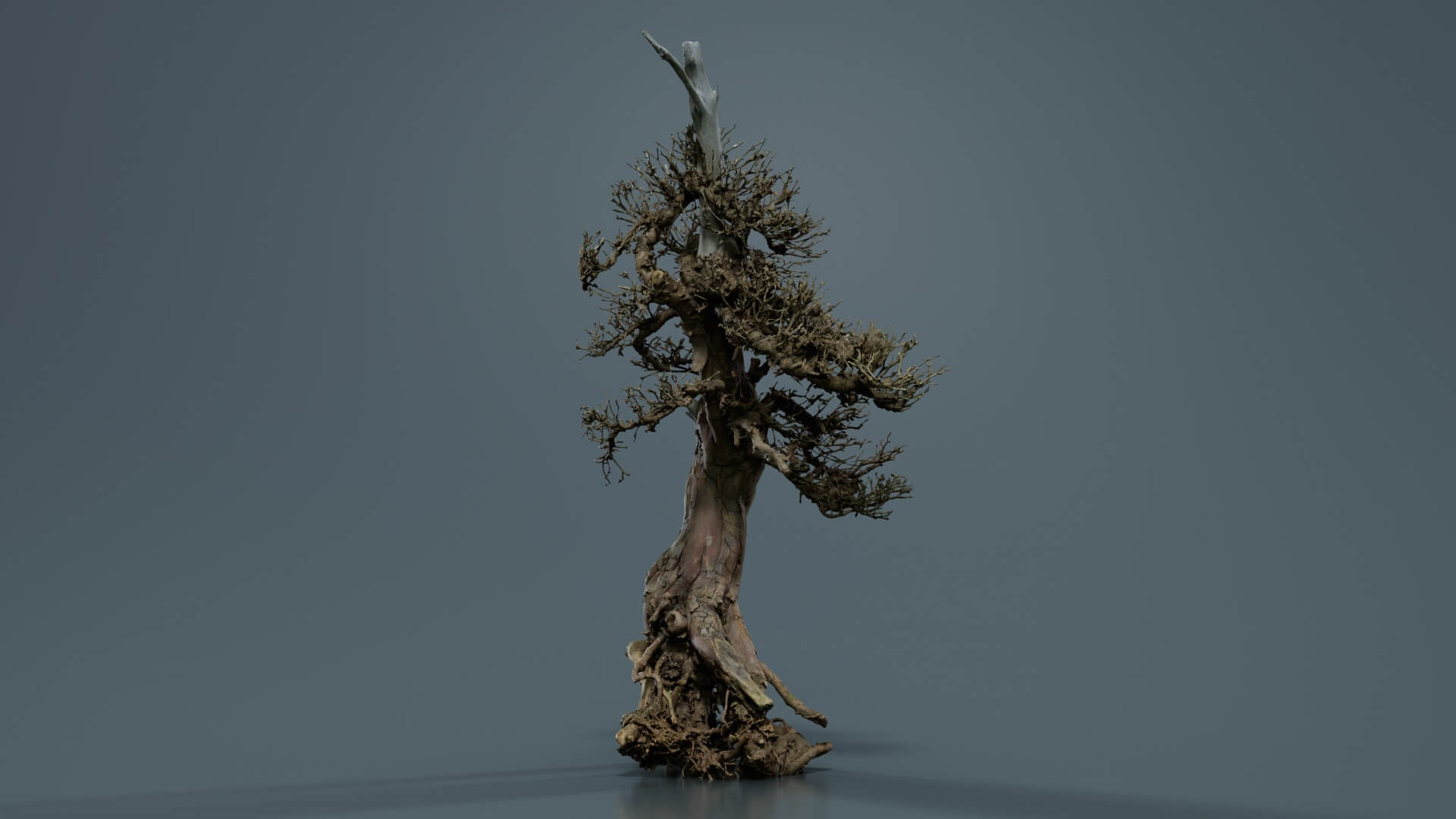 Dead Bonsai Tree 5 - 3D Model by Polygonal Miniatures