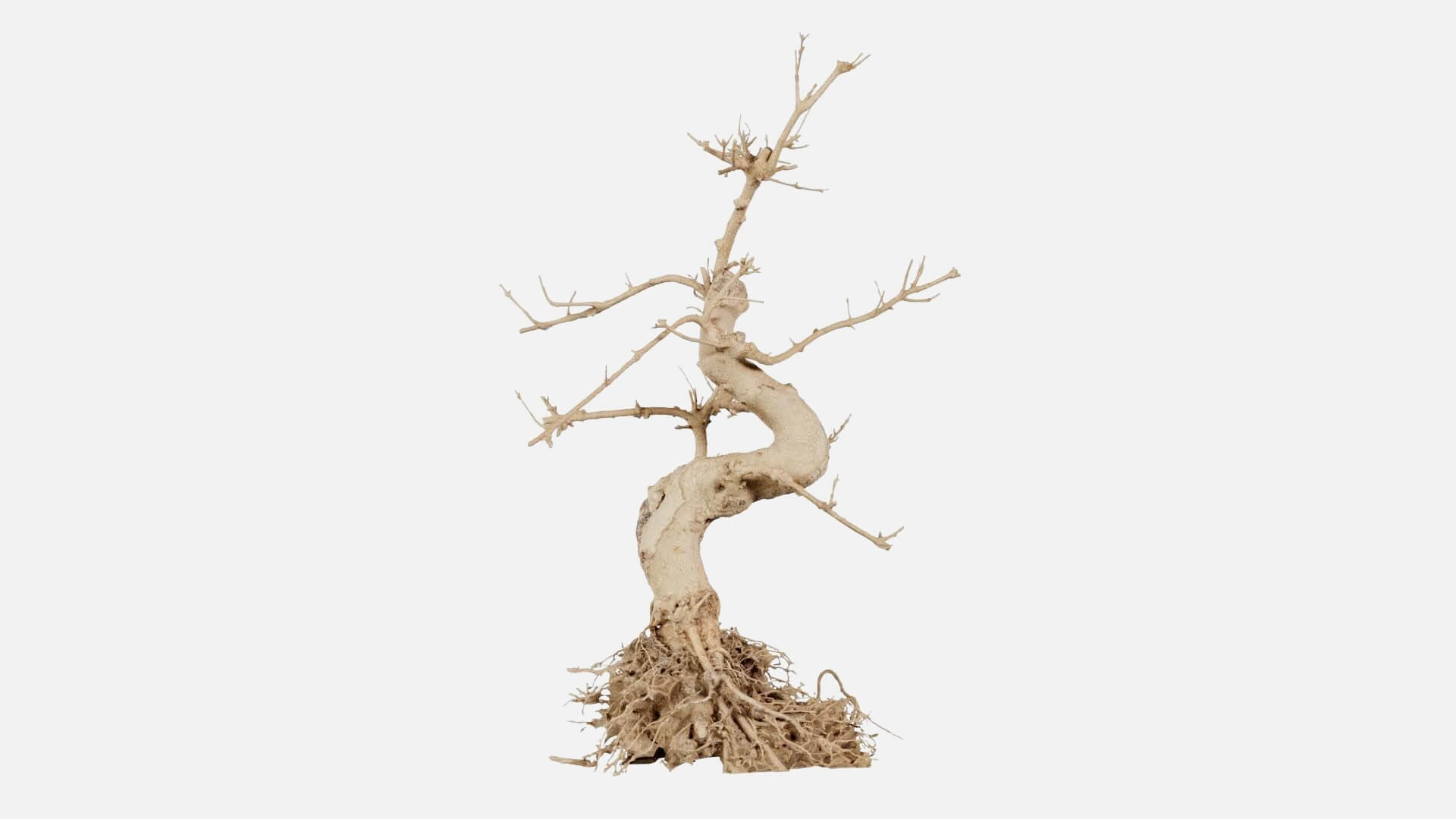 Dead Bonsai Tree 6 - 3D Model by Polygonal Miniatures