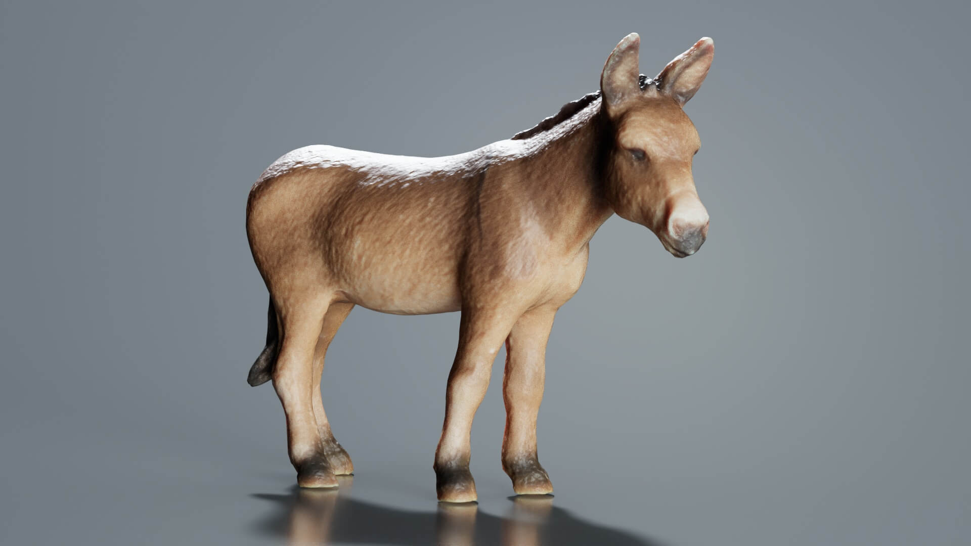 Donkey - 3D Model by Polygonal Miniatures