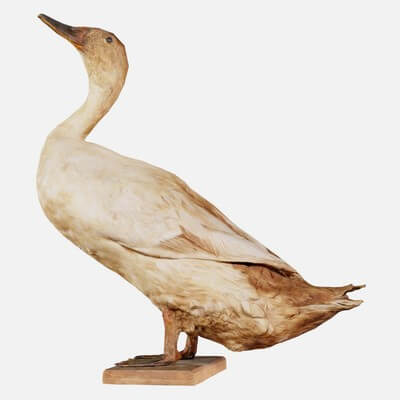 Duck Standing on Wooden Base - 3D Model by Polygonal Miniatures