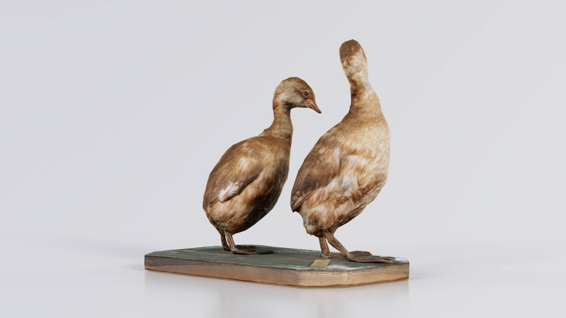 Two Ducklings - 3D Model by Polygonal Miniatures