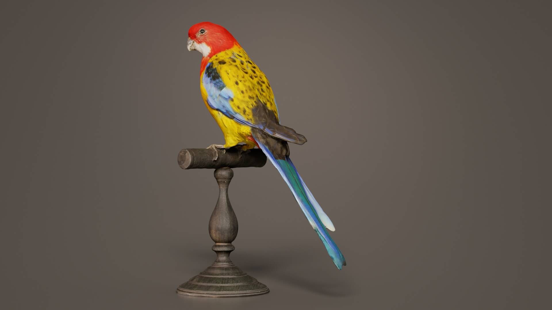 Eastern Rosella Platycercus Eximius - 3D Model by Polygonal Miniatures