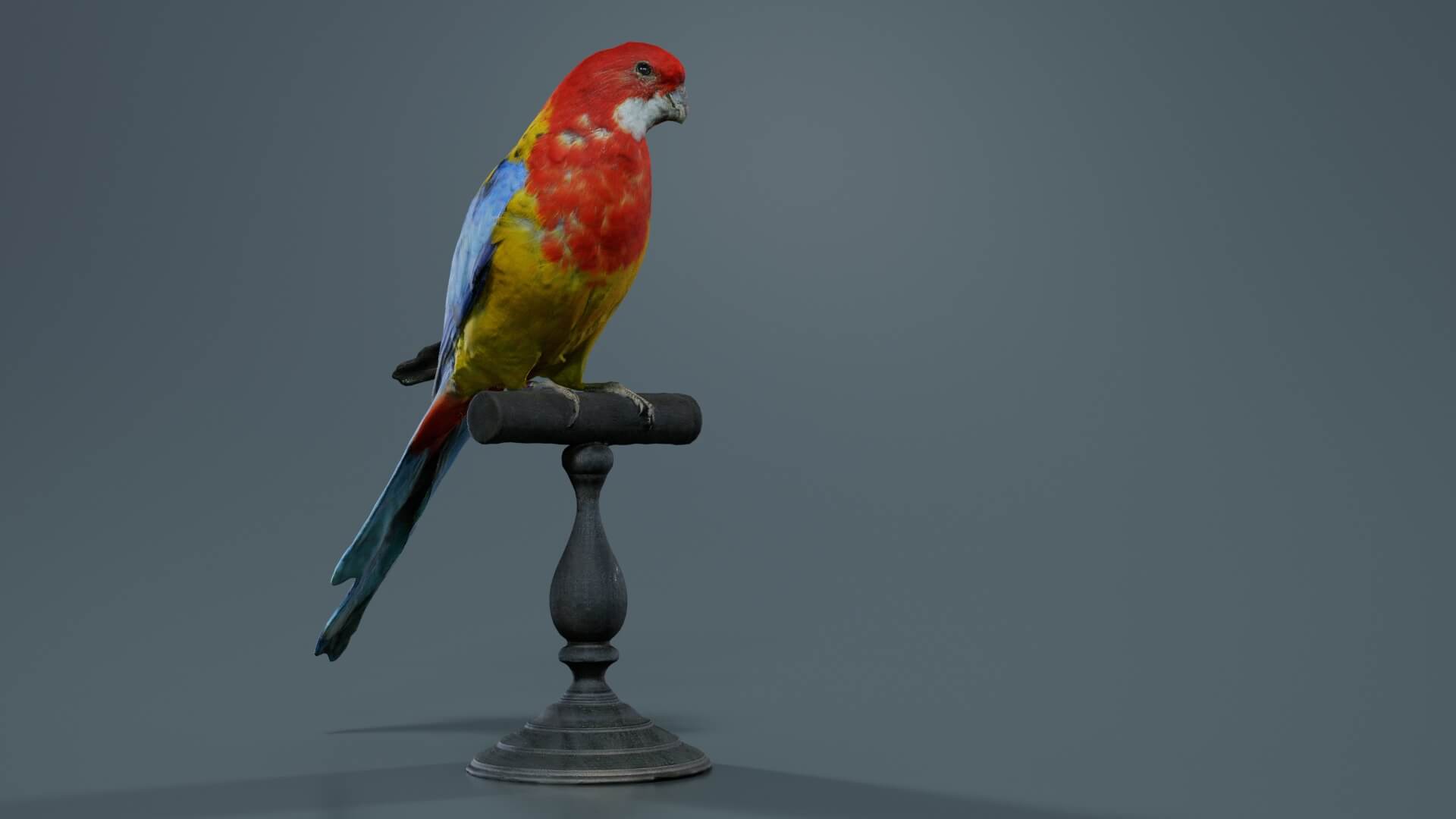 Eastern Rosella Platycercus Eximius - 3D Model by Polygonal Miniatures