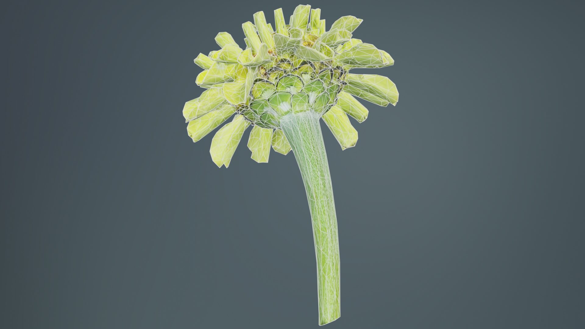 Elegant Zinnia Green - 3D Model by Polygonal Miniatures