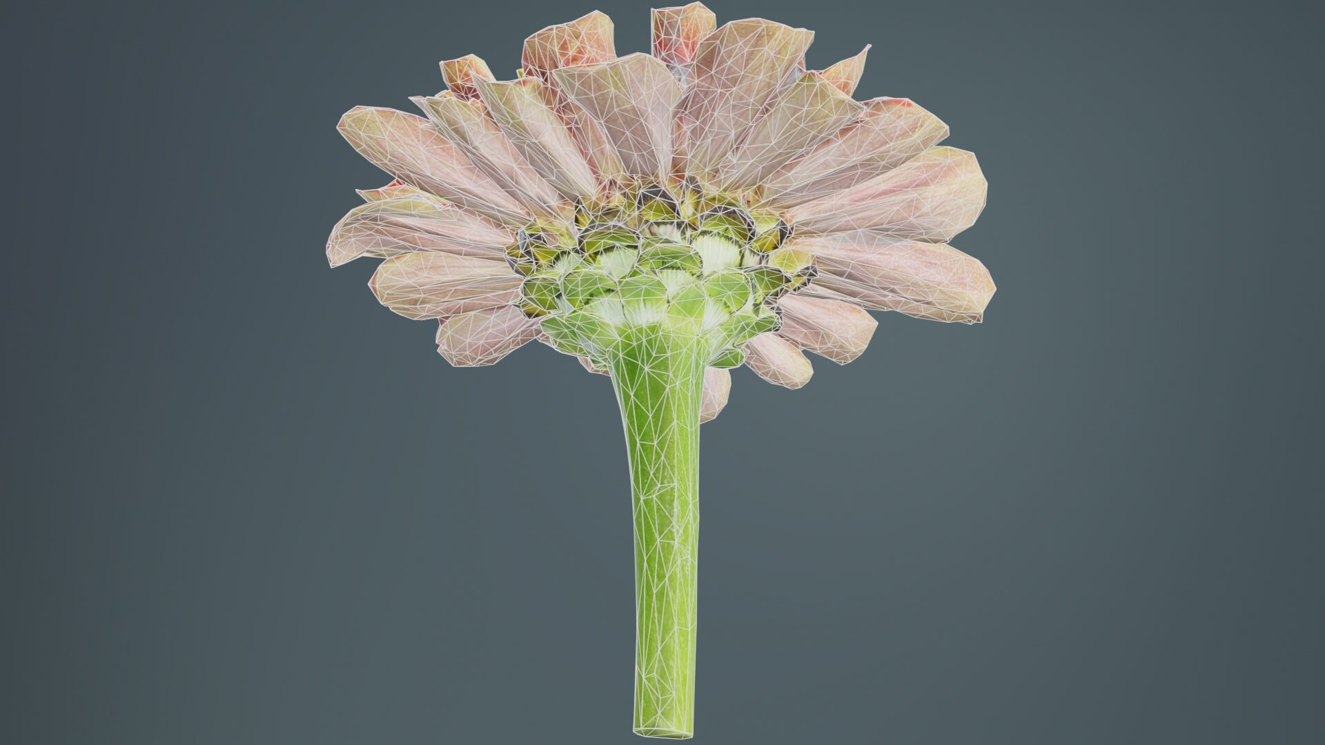 Elegant Zinnia Red - 3D Model by Polygonal Miniatures