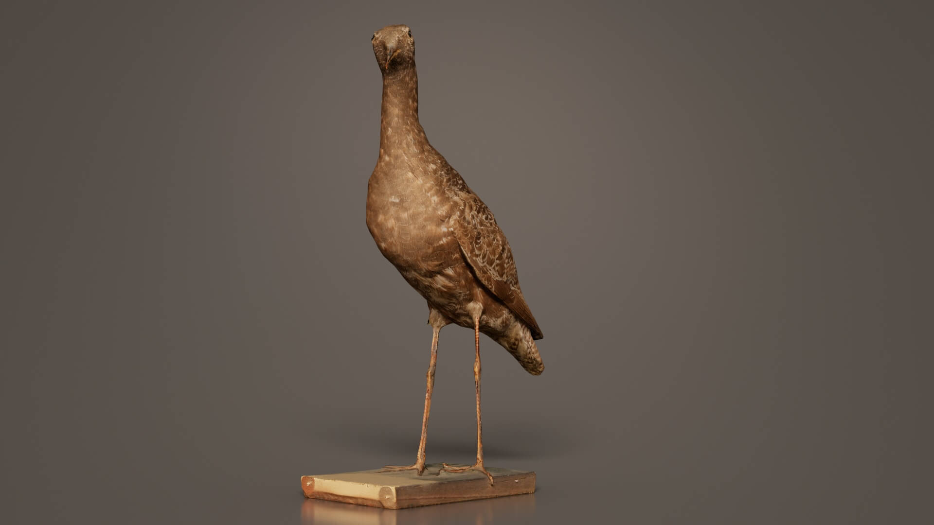 Eskimo Curlew Numenius Borealis - 3D Model by Polygonal Miniatures
