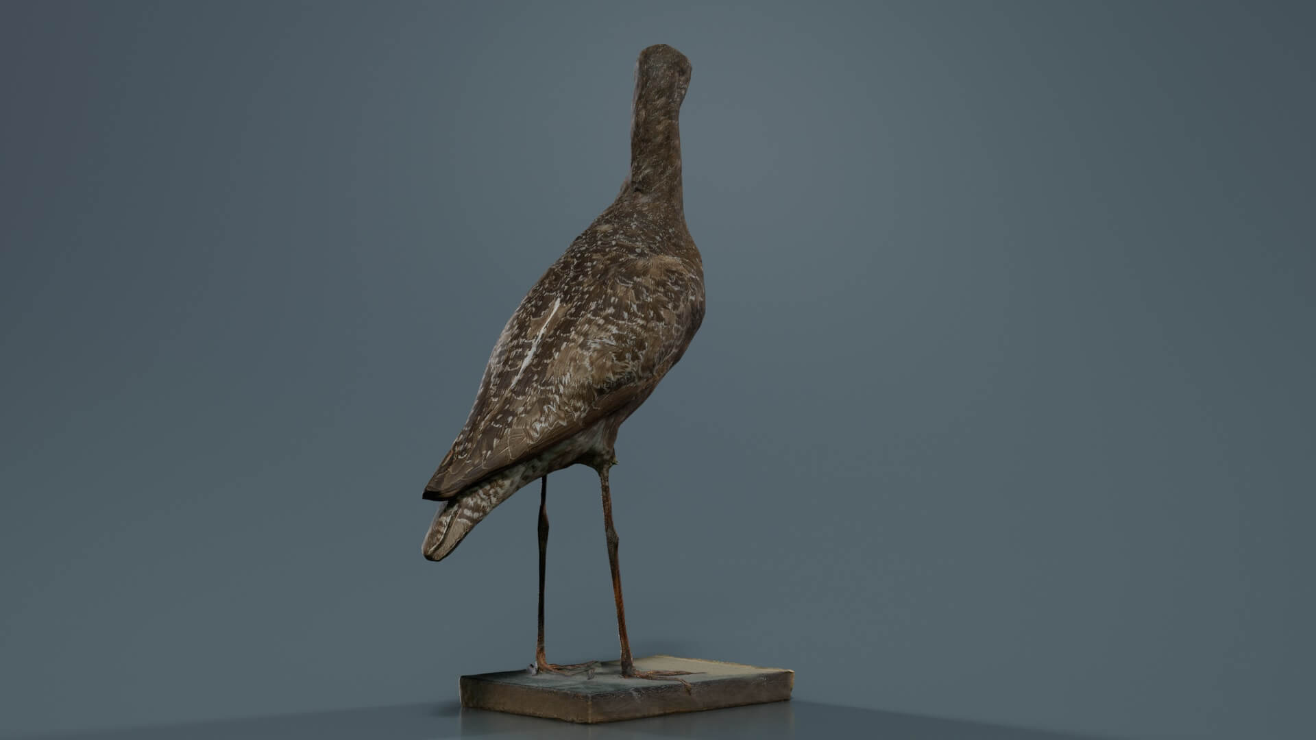 Eskimo Curlew Numenius Borealis - 3D Model by Polygonal Miniatures