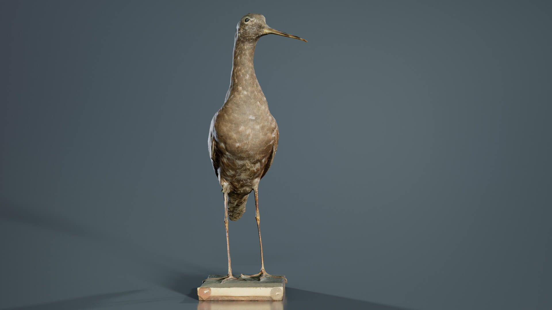 Eskimo Curlew Numenius Borealis - 3D Model by Polygonal Miniatures