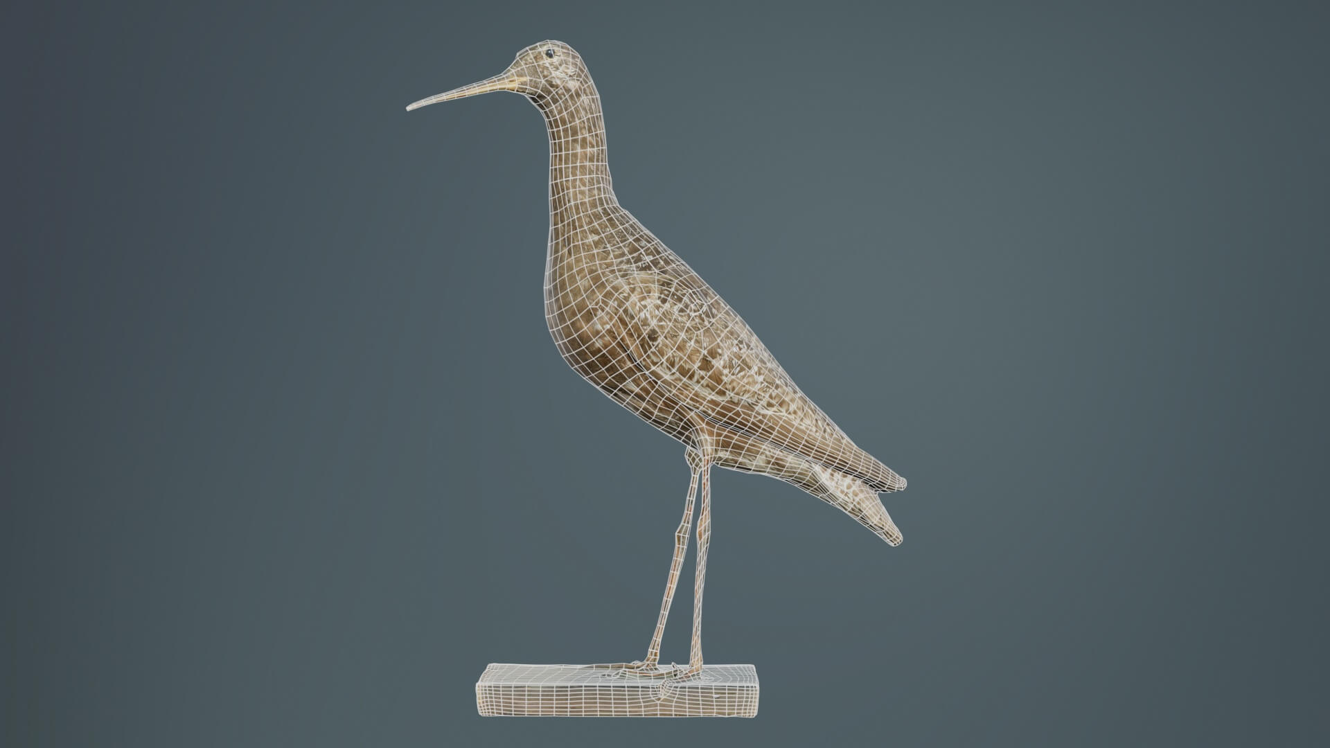 Eskimo Curlew Numenius Borealis - 3D Model by Polygonal Miniatures