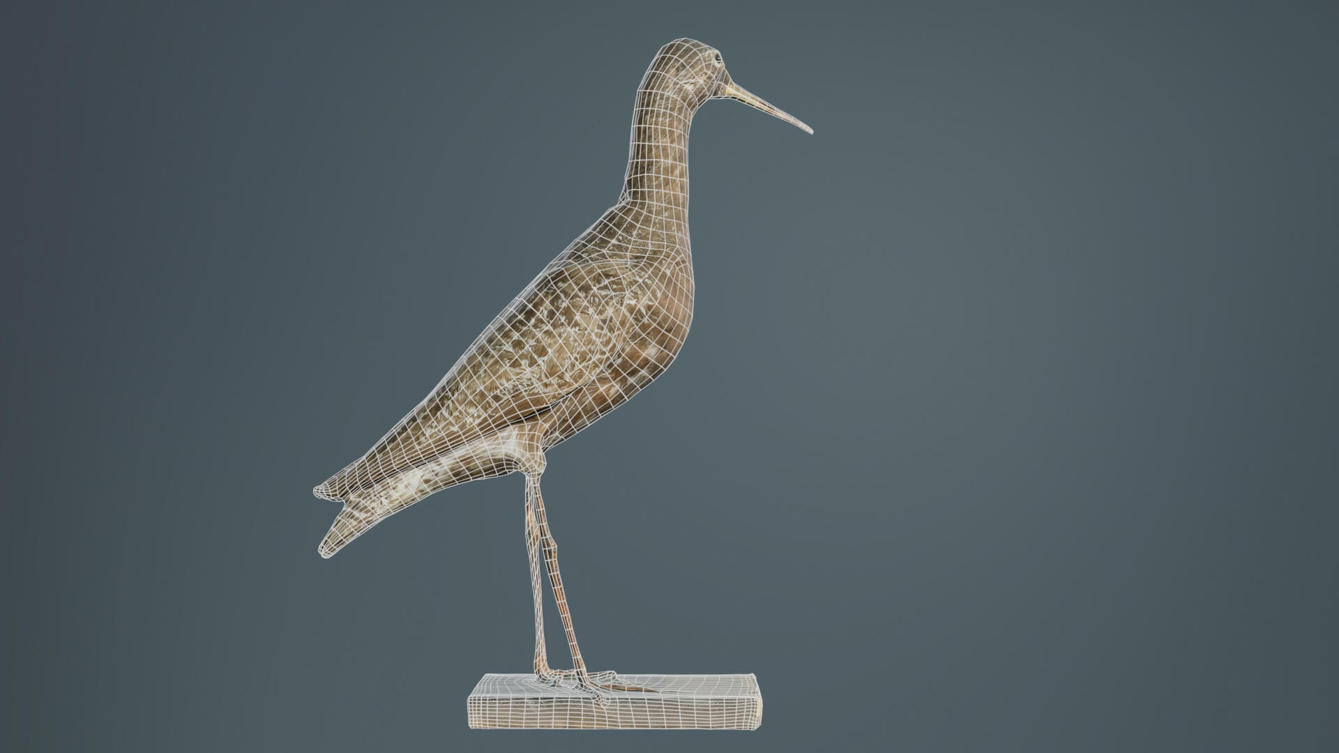 Eskimo Curlew Numenius Borealis - 3D Model by Polygonal Miniatures