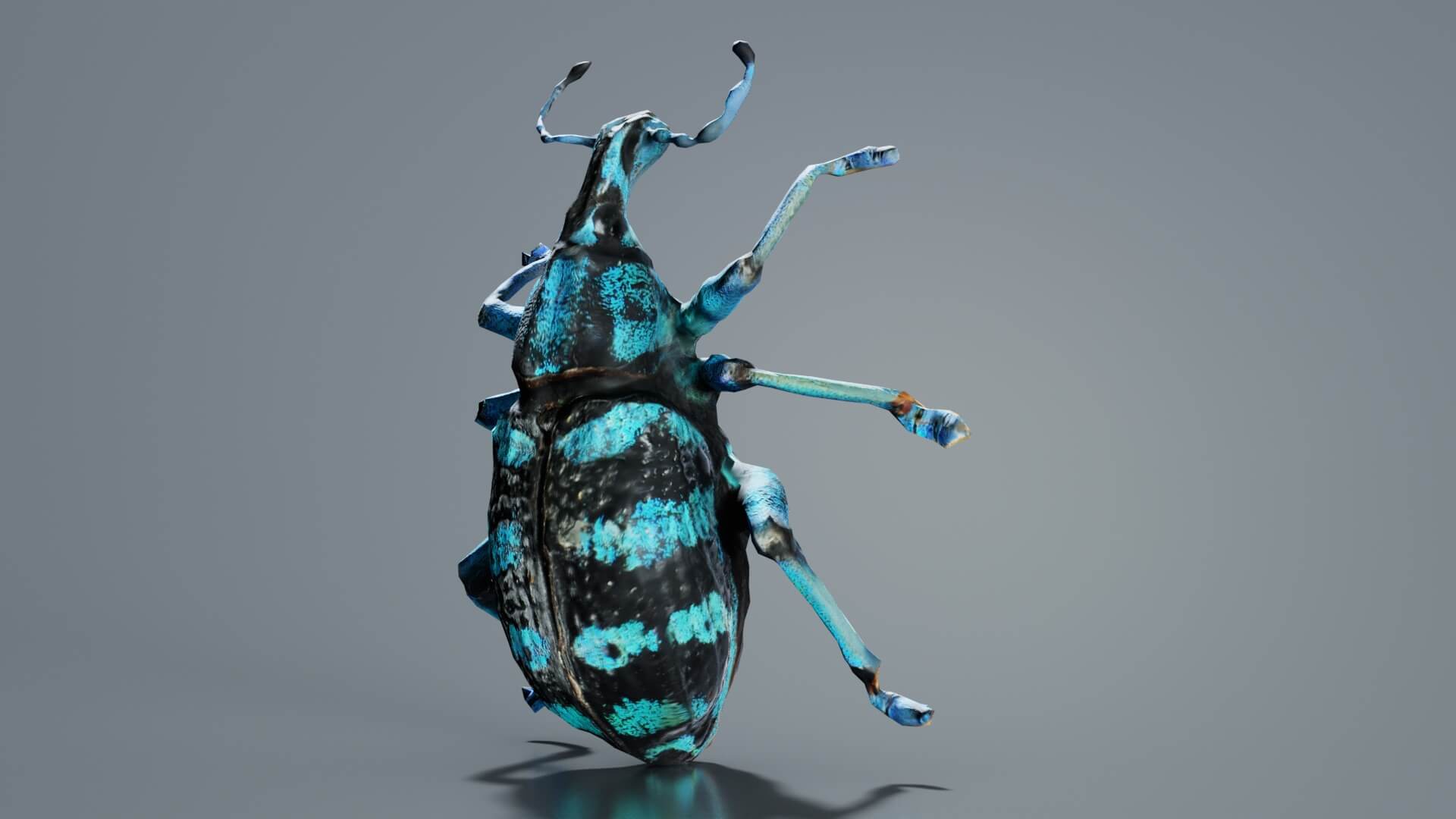 Eupholus Quinitaenia - 3D Model by Polygonal Miniatures