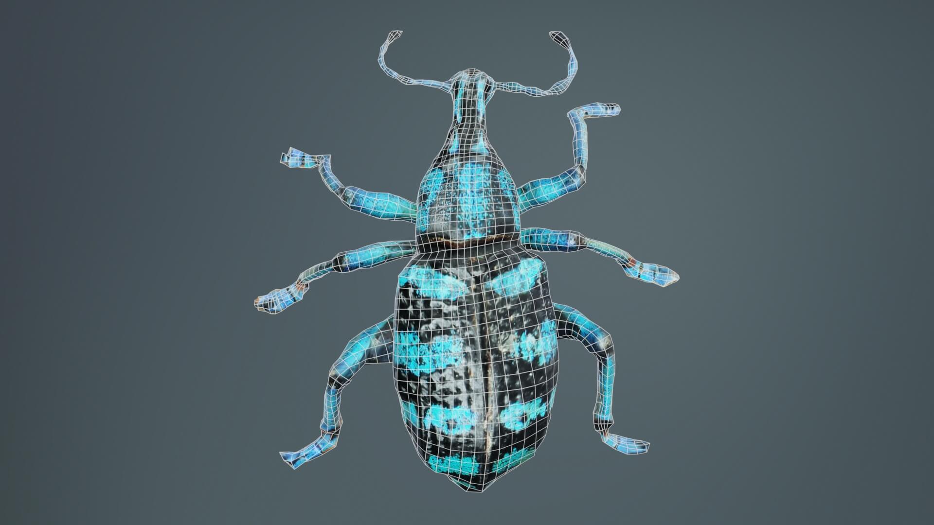 Eupholus Quinitaenia - 3D Model by Polygonal Miniatures