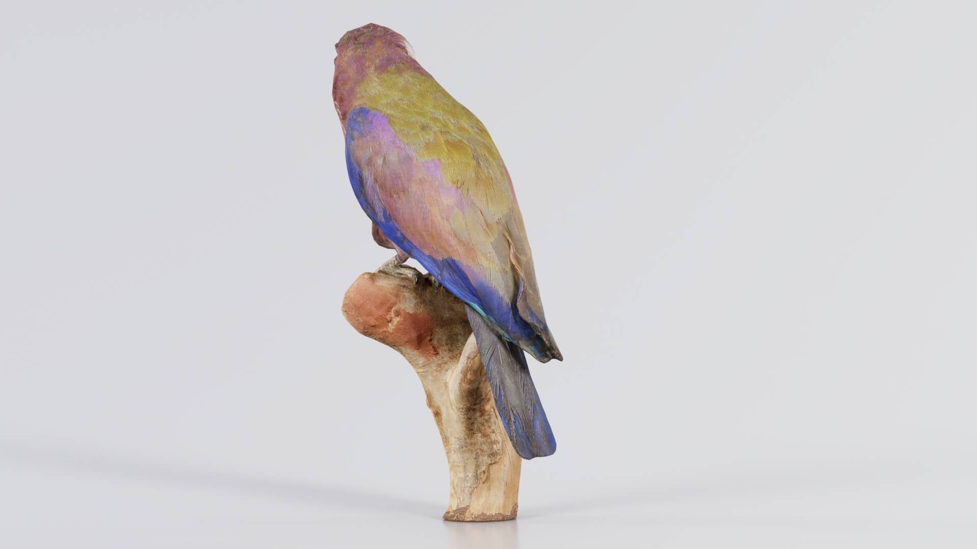European Roller Coracias Garrulus Coraciidae - 3D Model by Polygonal ...