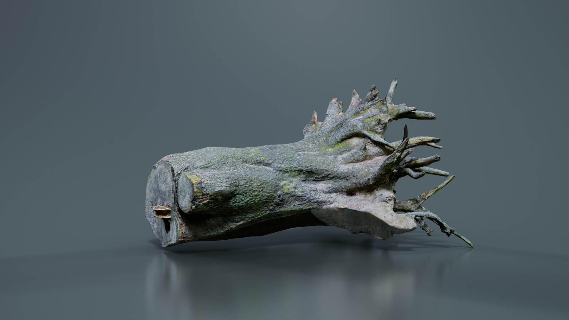 Fallen Tree Stump Roots - 3D Model by Polygonal Miniatures