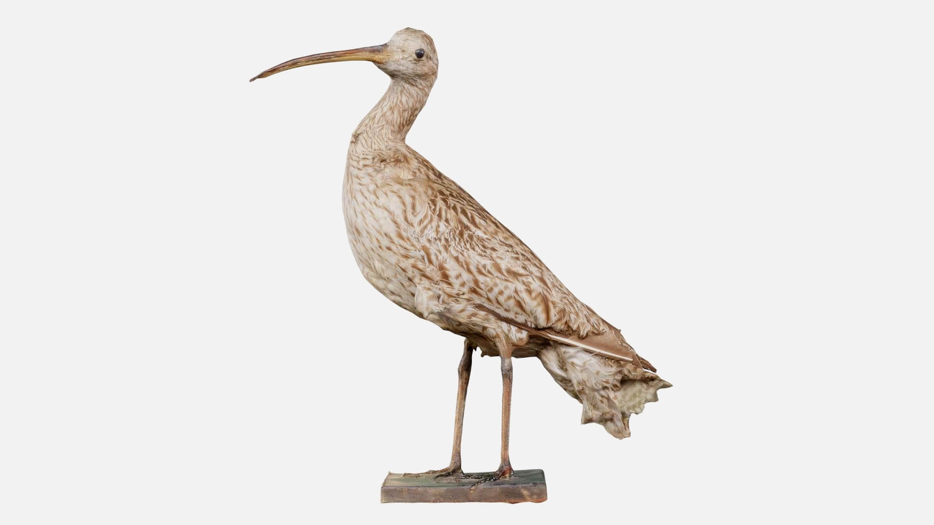 Far Eastern Curlew Numenius Madagascariensis - 3D Model by Polygonal ...