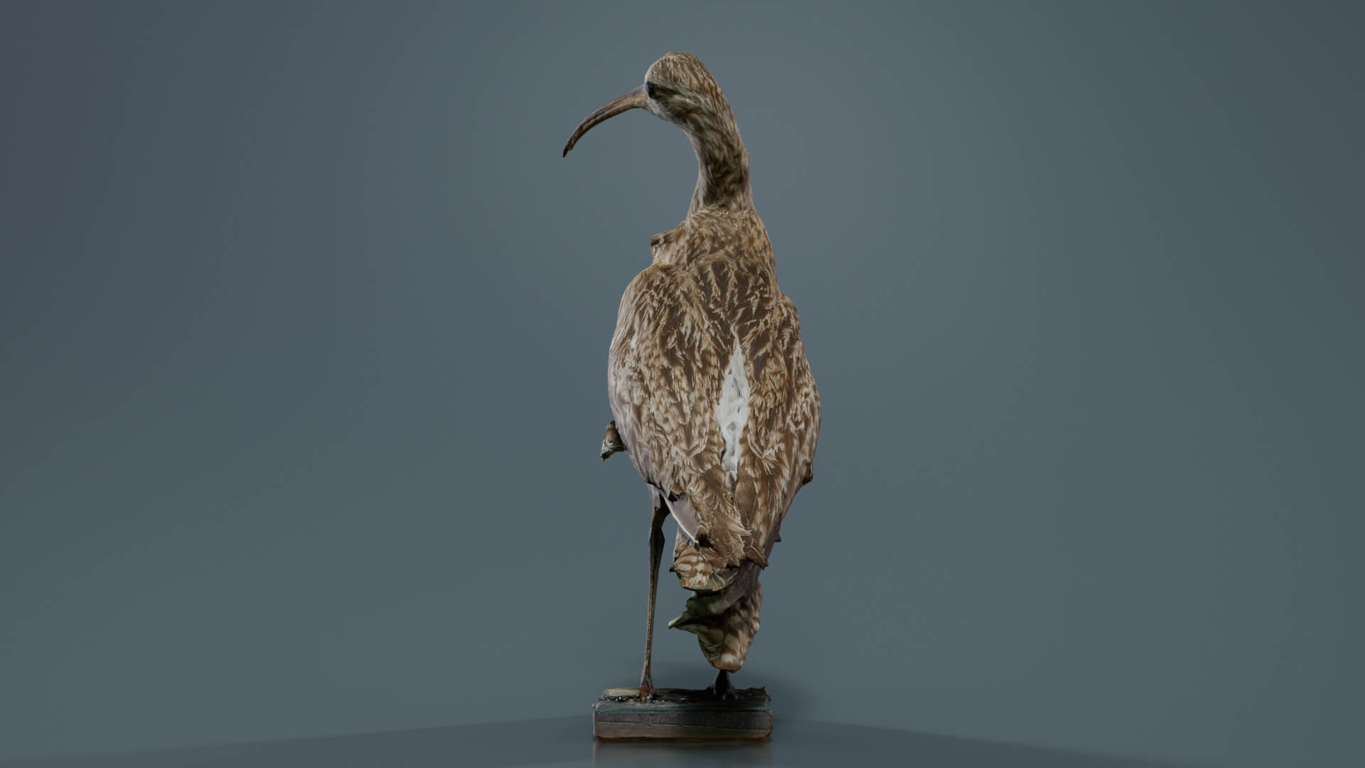 Far Eastern Curlew Numenius Madagascariensis - 3D Model by Polygonal ...