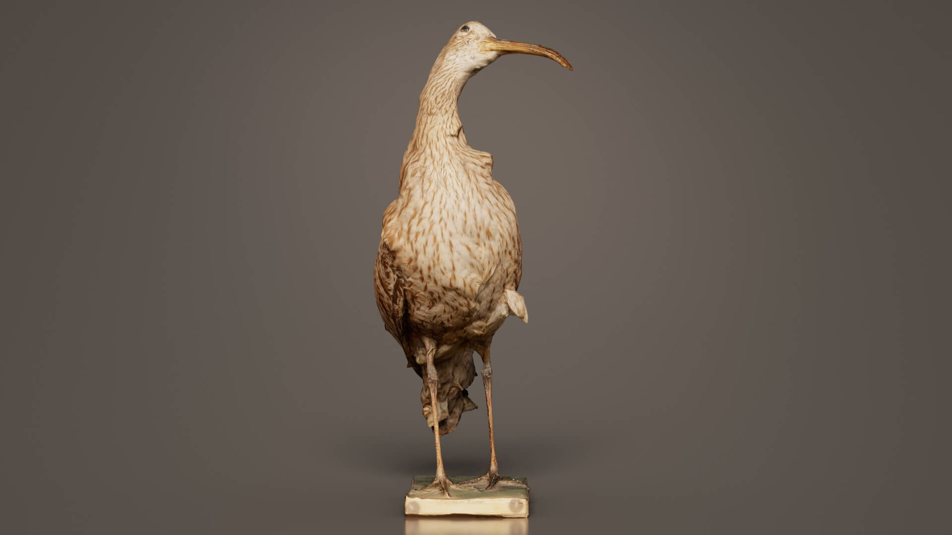 Far Eastern Curlew Numenius Madagascariensis - 3D Model by Polygonal ...