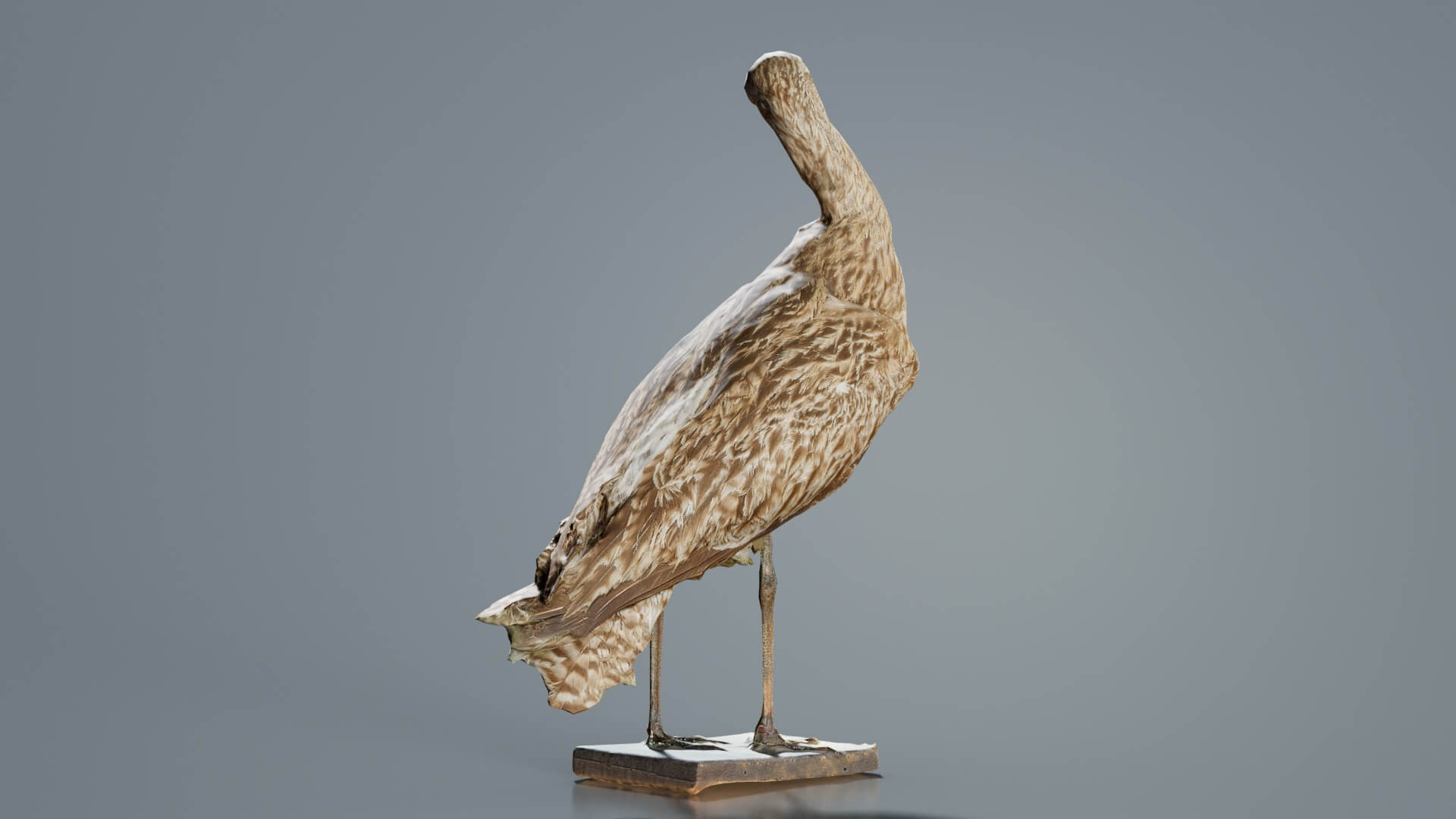 Far Eastern Curlew Numenius Madagascariensis - 3D Model by Polygonal ...