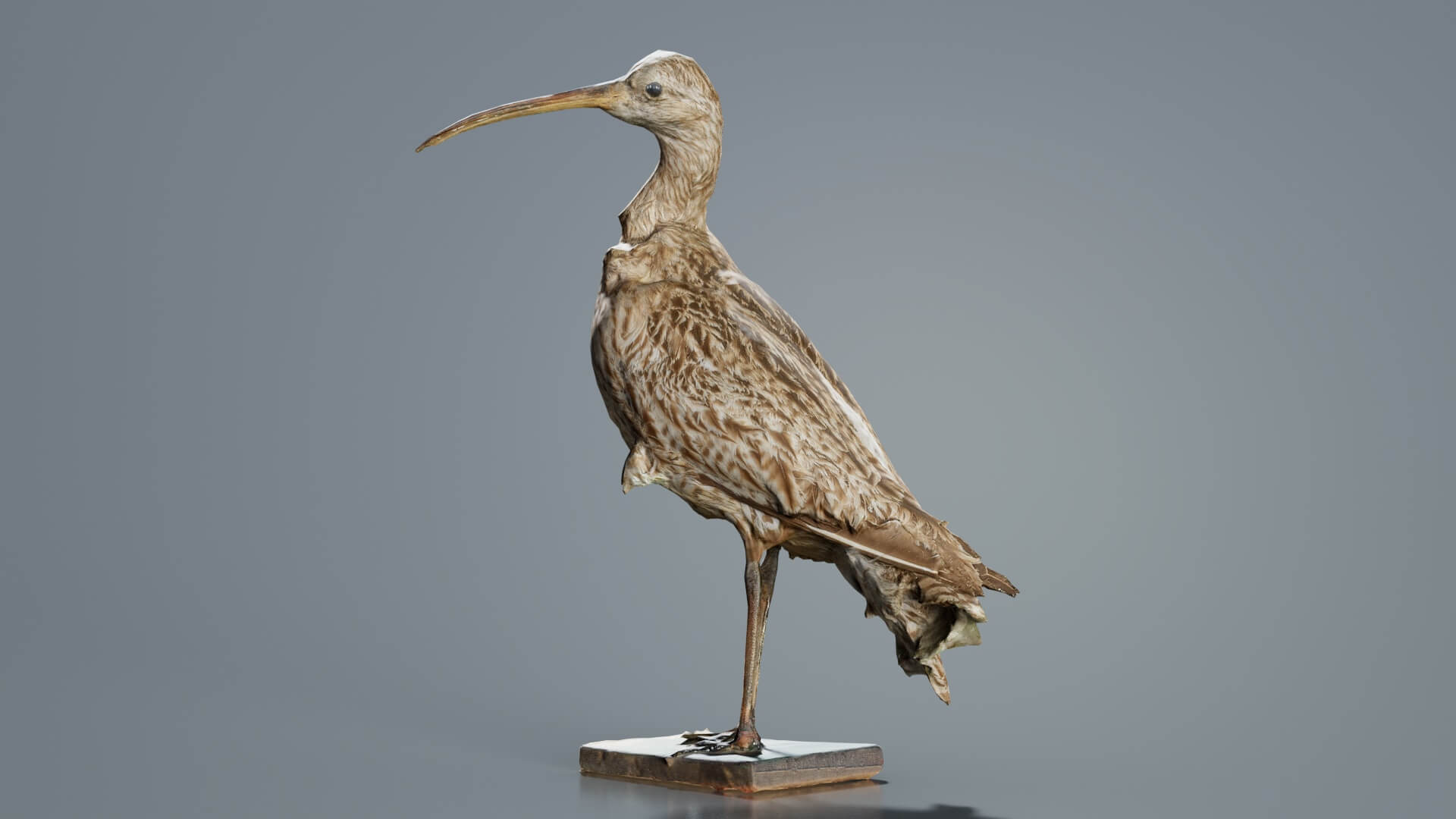 Far Eastern Curlew Numenius Madagascariensis - 3D Model by Polygonal ...