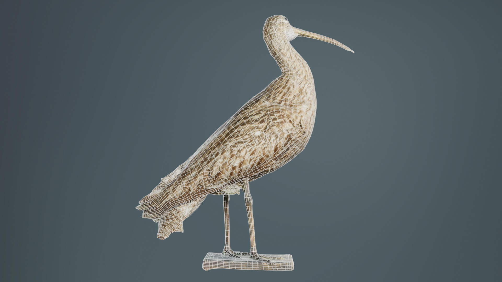 Far Eastern Curlew Numenius Madagascariensis - 3D Model by Polygonal ...