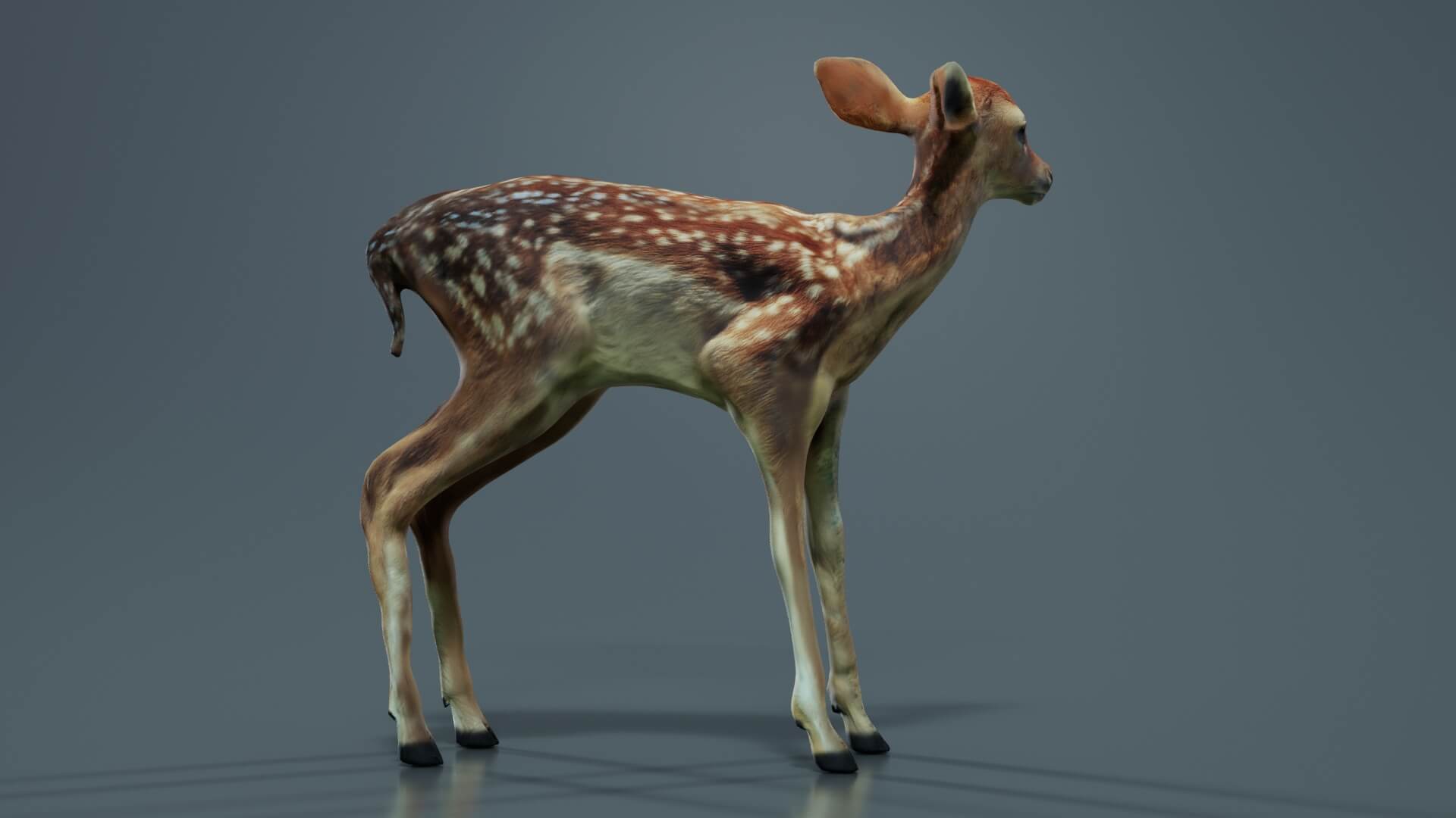 Fawn Spotted Young Deer - 3D Model by Polygonal Miniatures