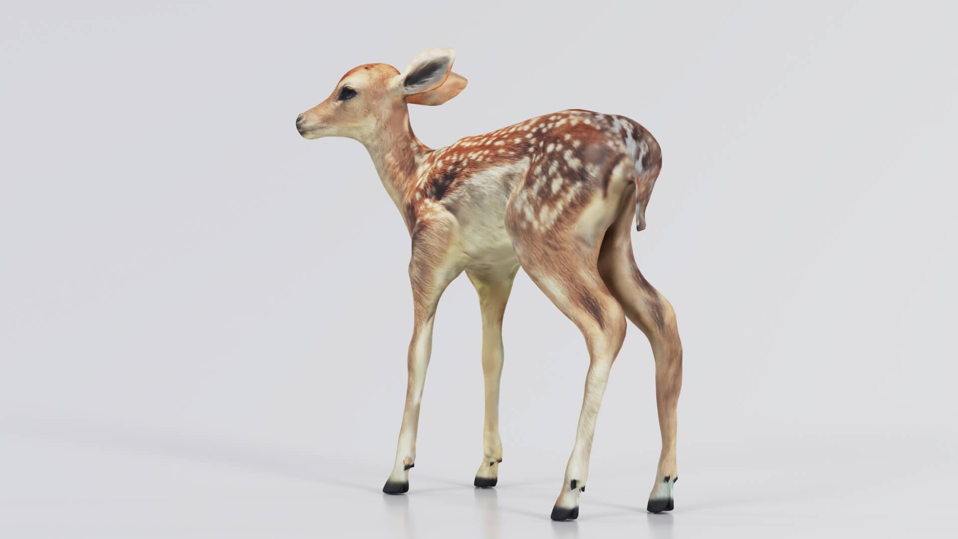 Fawn Spotted Young Deer - 3D Model by Polygonal Miniatures