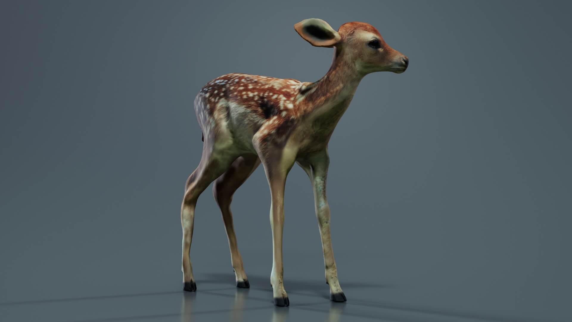 Fawn Spotted Young Deer - 3D Model by Polygonal Miniatures
