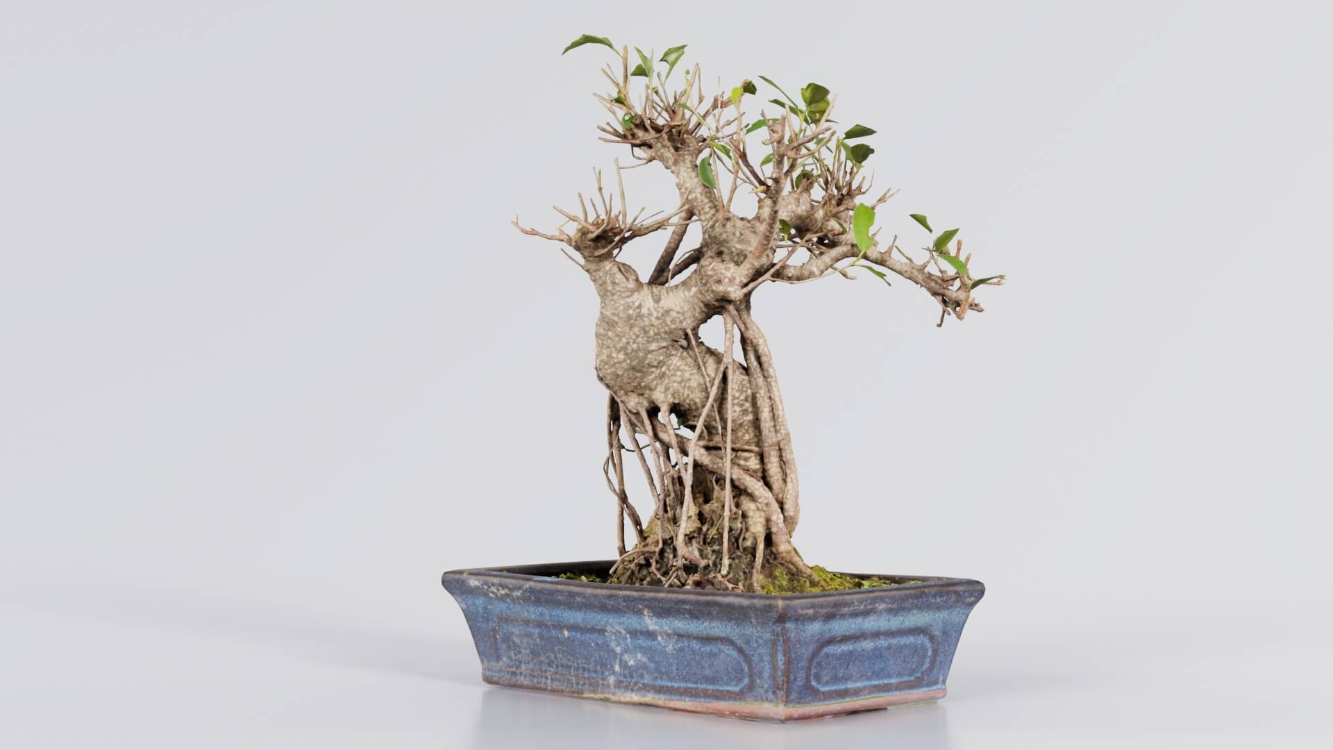 Ficus Retusa Bonsai Tree - 3D Model by Polygonal Miniatures