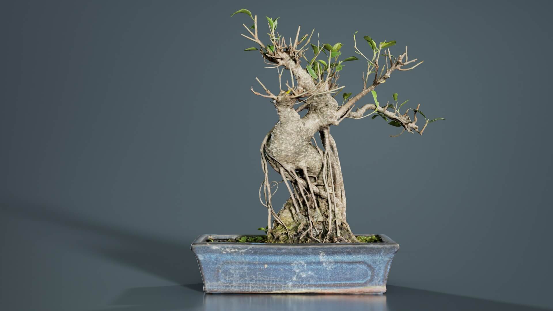Ficus Retusa Bonsai Tree - 3D Model by Polygonal Miniatures