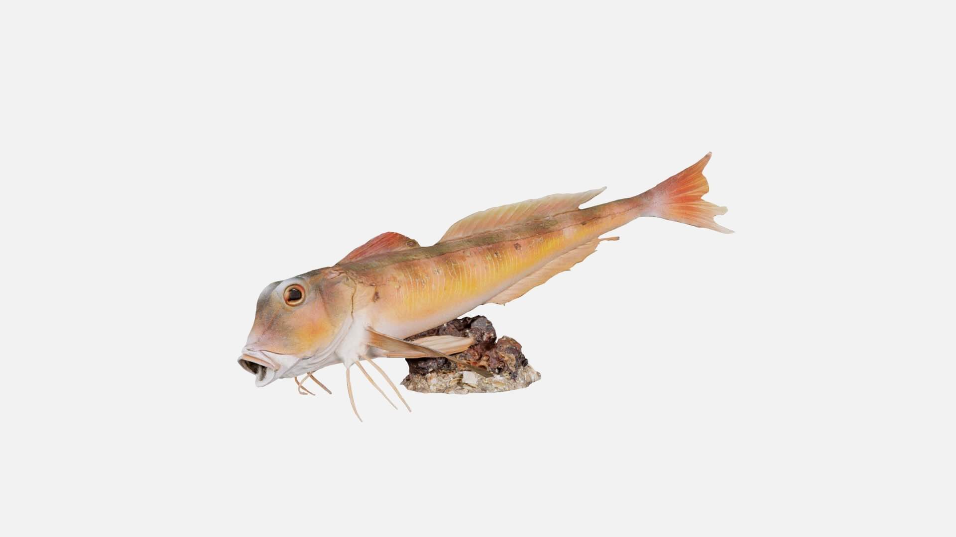 Pisces Type Fish - 3D Model by Polygonal Miniatures